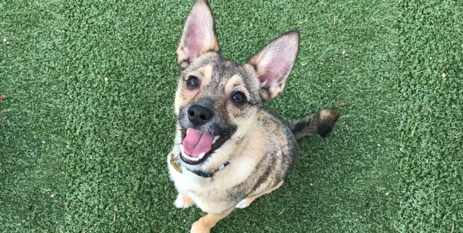 Americans are pet obsessed, spending over $69 billion a year - PETtoVET