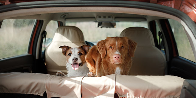 Adding a Second Dog to Your Family: Pros and Cons