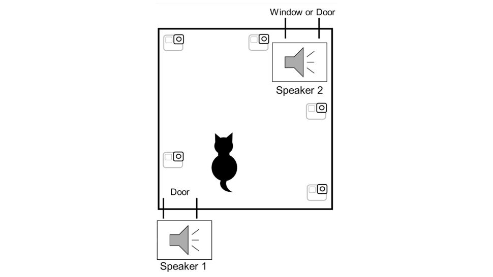 Mental Maps: You can't hide from your cat....