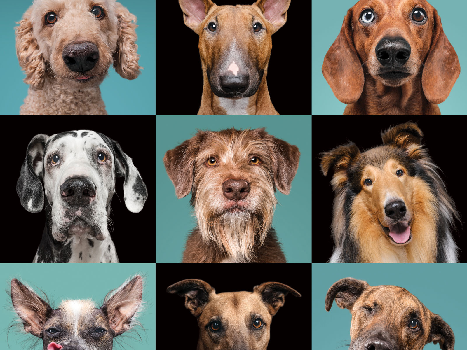 The Dog Days of Science • Pet to Vet